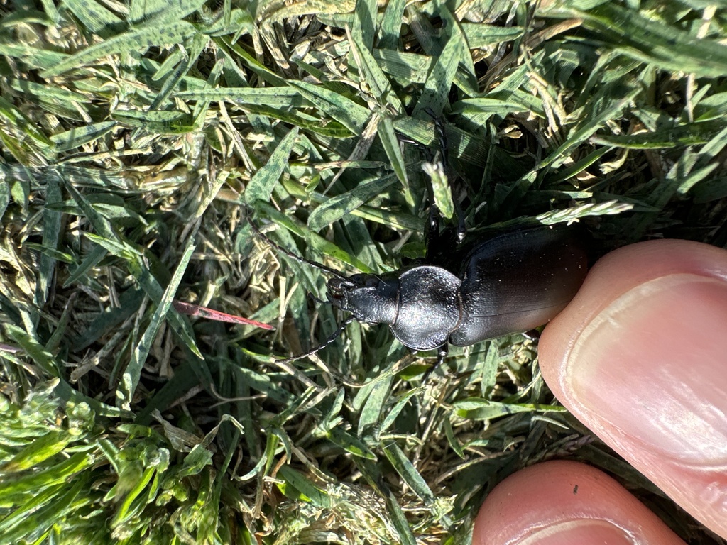 Black Calosoma from Ted Runner Stadium, Redlands, CA, US on April 12 ...