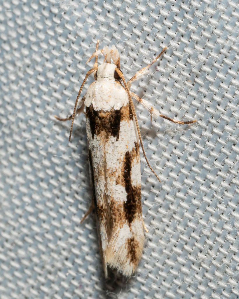 Concealer Moths from Albert Road Nature Reserve on April 12, 2024 at 09 ...