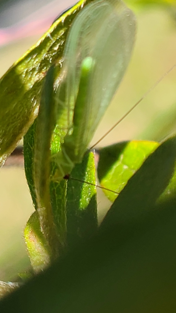 Black-horned Green Lacewing in April 2024 by j_ammons. On underside of ...