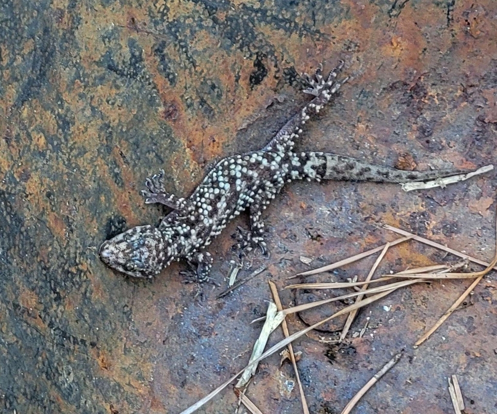 Mediterranean House Gecko from Valdosta, GA, USA on April 12, 2024 at ...