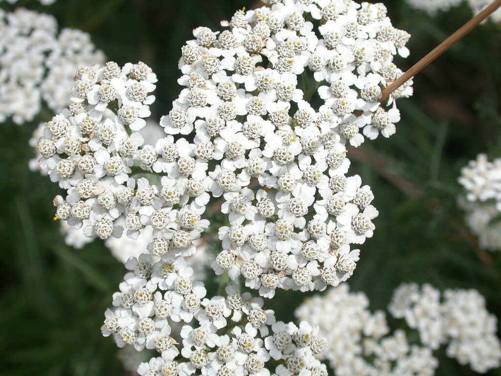 common yarrow from Deans Marsh Rd., Benwerrin VIC 3235, Australia on ...