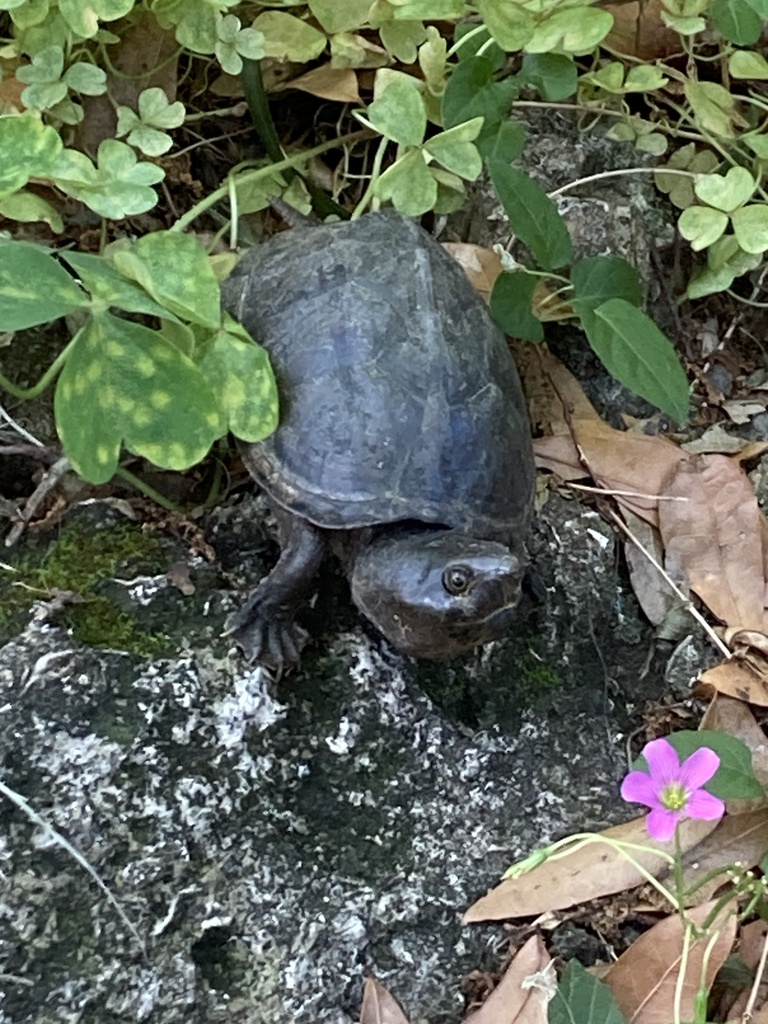 Loggerhead Musk Turtle from Marion County, FL, USA on April 12, 2024 at ...