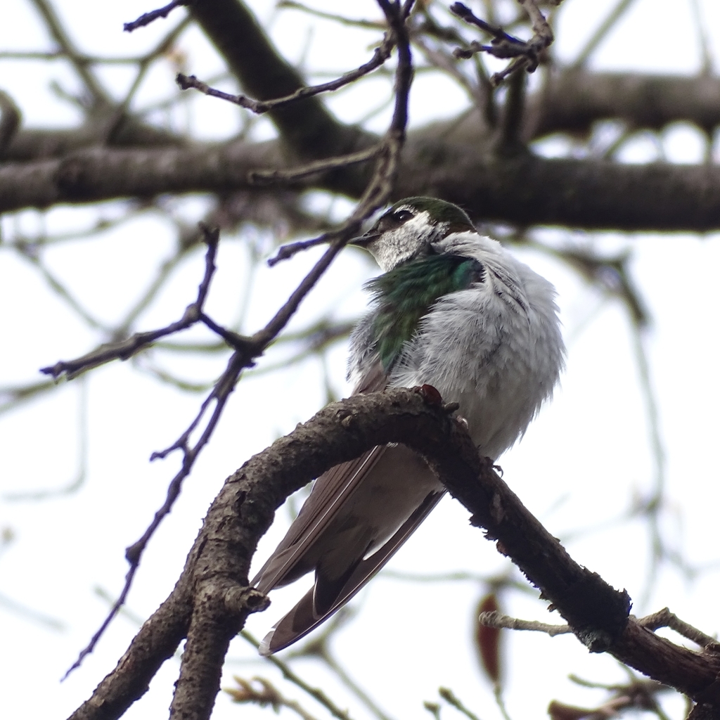 Violet-green Swallow from 14713 CDMX, México on May 26, 2021 at 08:45 ...
