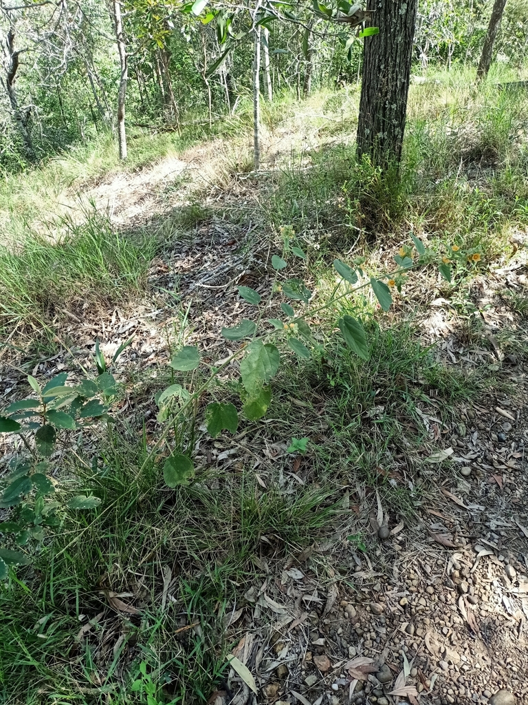 flannel weed from Muirlea QLD 4306, Australia on April 13, 2024 at 10: ...