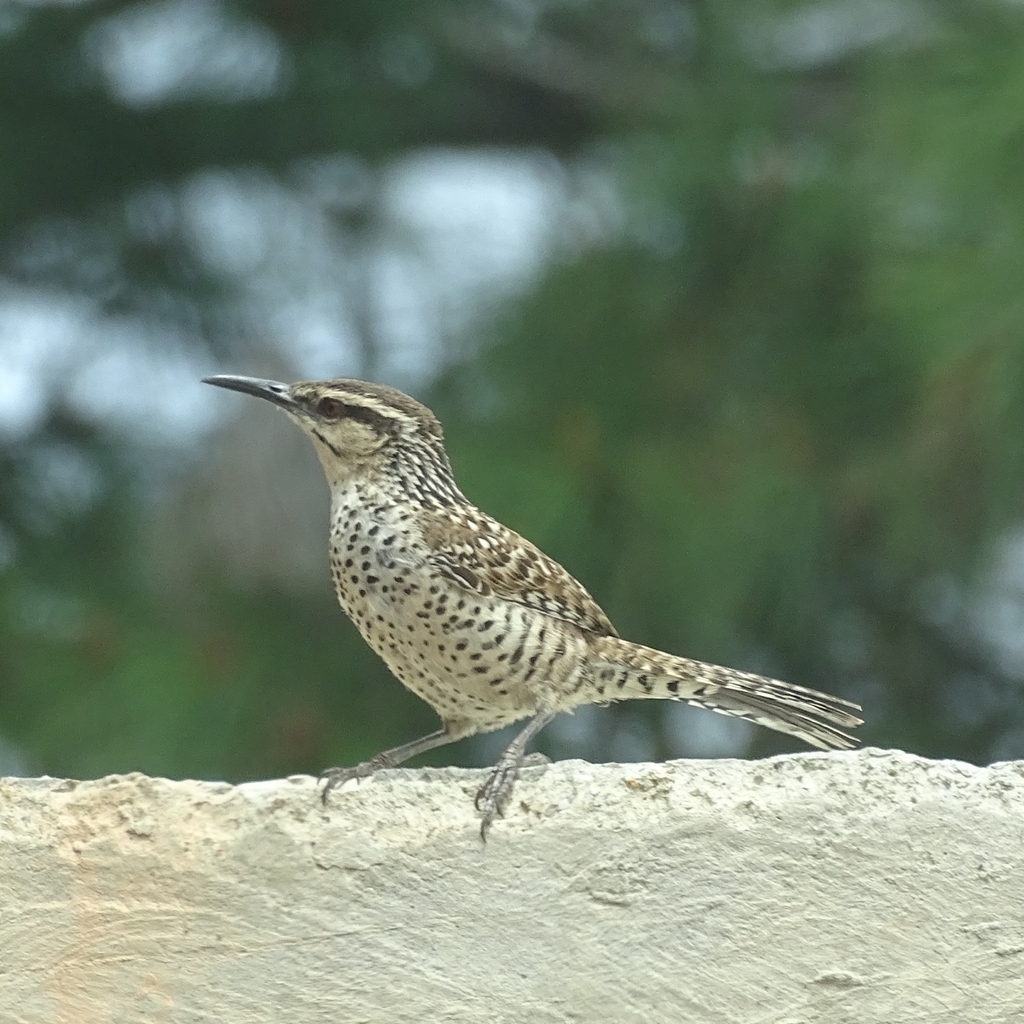 Boucard's Wren from 68548 Oax., México on June 10, 2021 at 02:57 PM by ...
