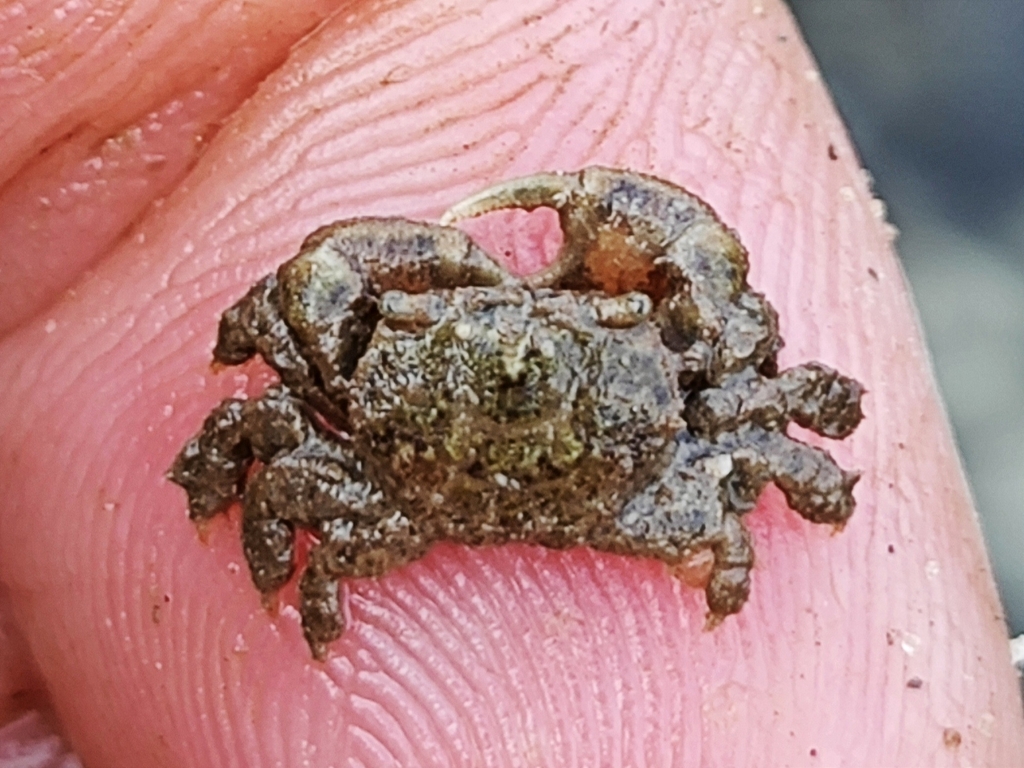 Baruna trigranulum from 海南省海口市美兰区白沙 on April 13, 2024 at 07:23 AM by ...