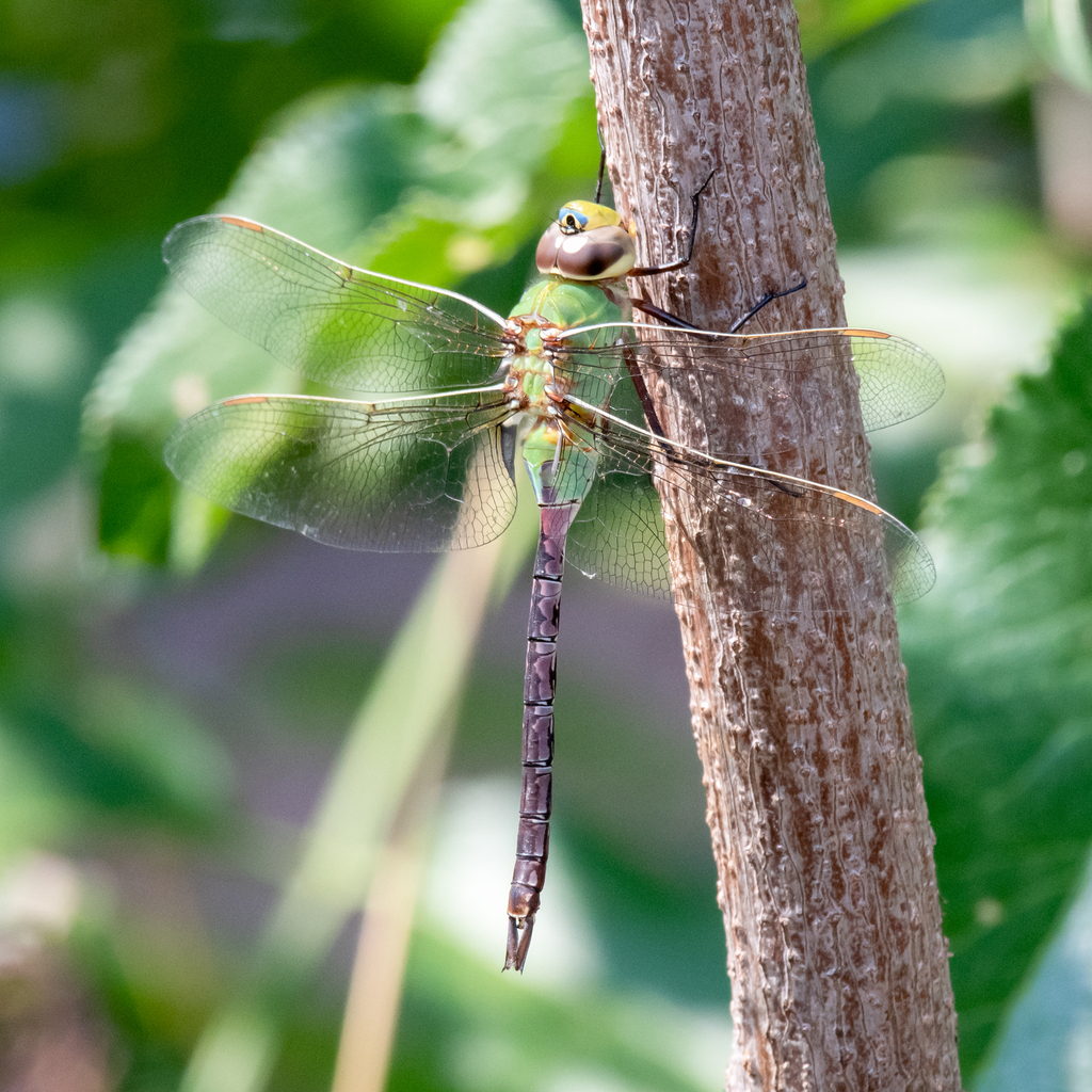 Common Green Darner from Siskiyou County, CA, USA on August 3, 2018 at ...