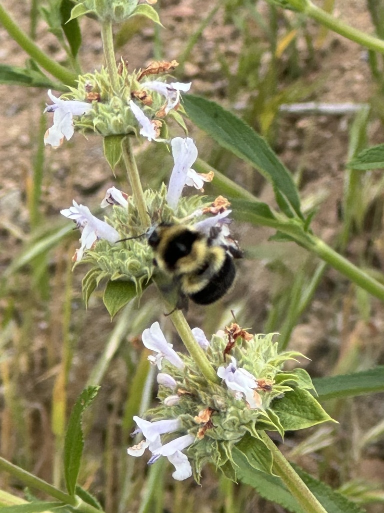 Black-tailed Bumble Bee from Cleveland National Forest, Corona, CA, US ...