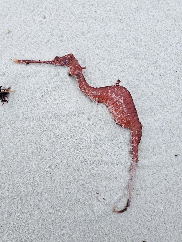 Ruby Seadragon in April 2024 by k_freemantle · iNaturalist