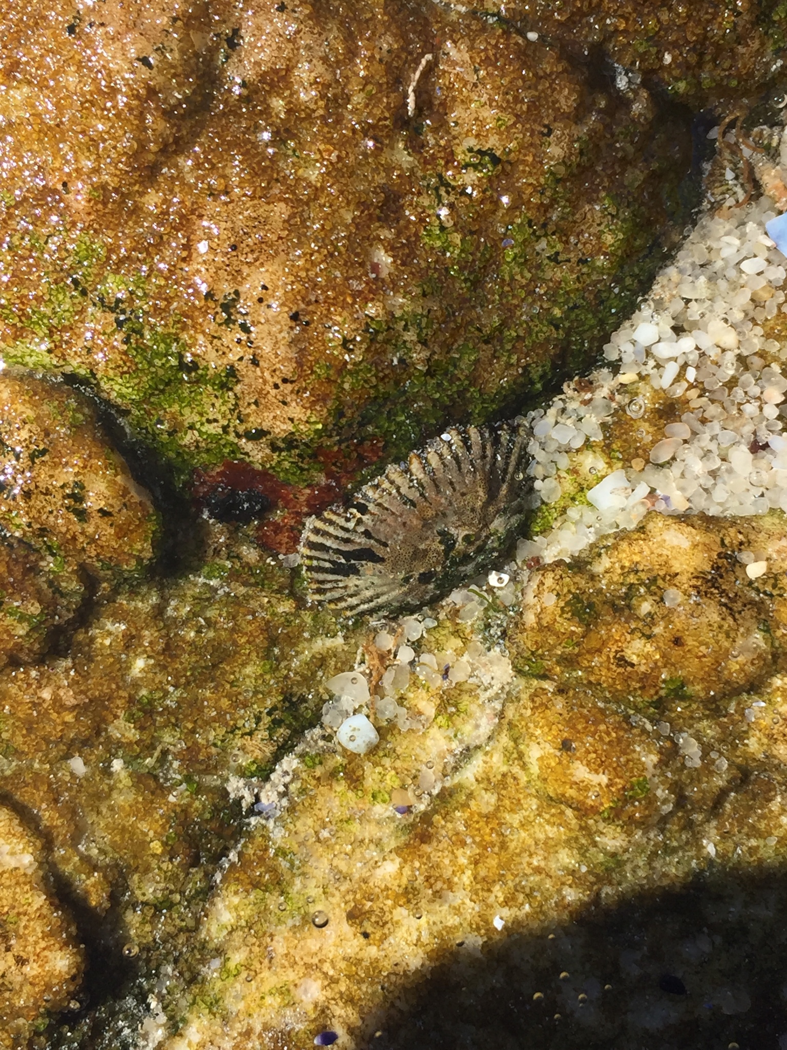 Siphonaria serrata (Fischer von Waldheim, 1807)