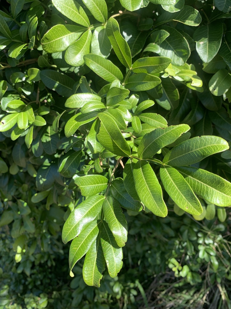 Flindersia collina from Cants Rd, Cushnie, QLD, AU on April 13, 2024 at ...