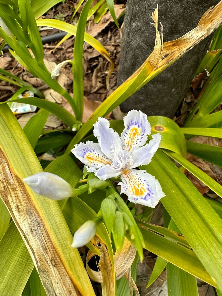 Fringed Iris from Higashiyama General Park, Nagoya, Aichi, JP on March 28, 2024 at 10:23 AM by ...
