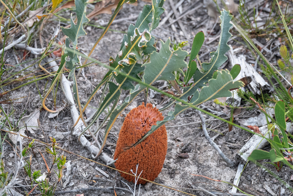 Prostrate Banksia from Cheynes WA 6328, Australia on October 28, 2023 ...