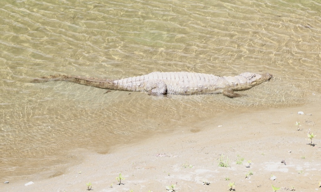 Mugger Crocodile in April 2022 by Darrell Parsons · iNaturalist