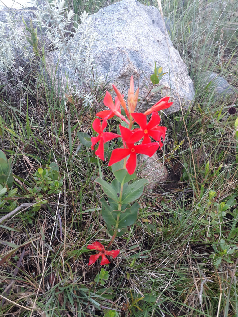Mandevilla coccinea from Pinheiro Machado - RS, Brasil on December 20 ...