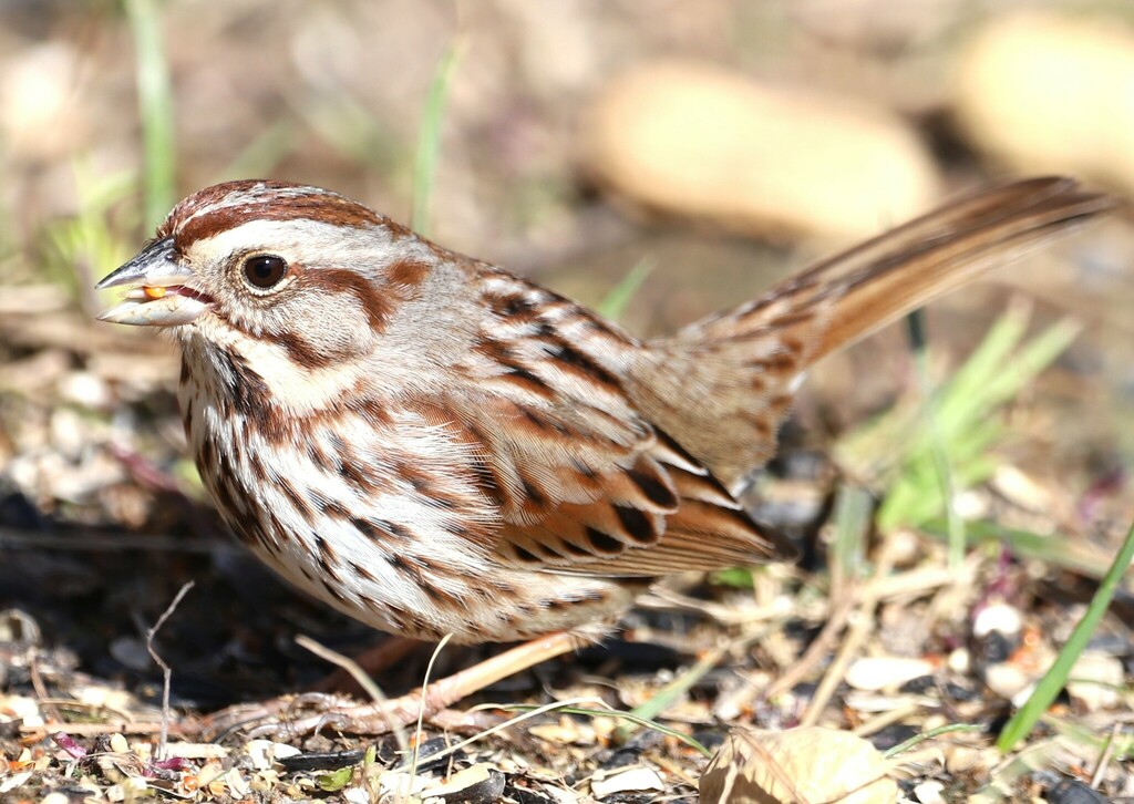 Song Sparrow from Second Woods Park, St. Catharines, ON, Canada on ...