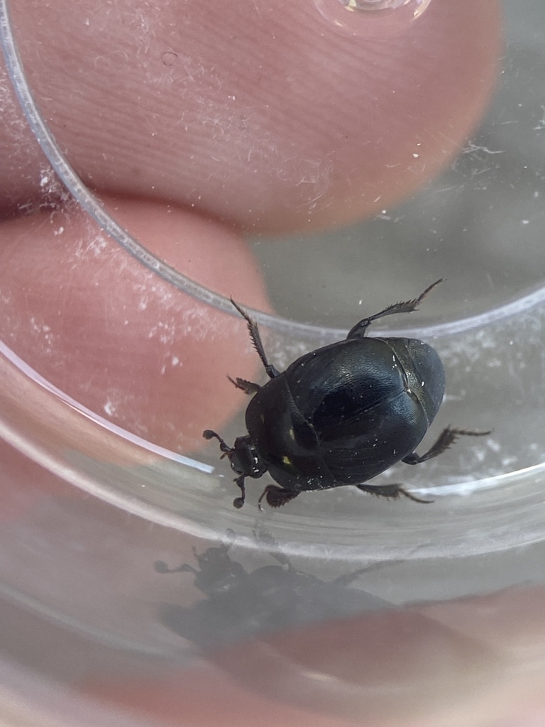 Saprinus from Thompson-Nicola, BC, CA on April 12, 2024 at 04:25 PM by ...