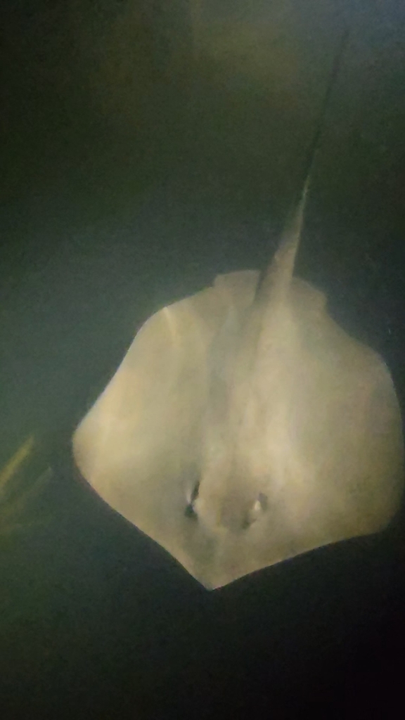 Brown Stingray from The Entrance NSW 2261, Australia on April 10, 2024 ...