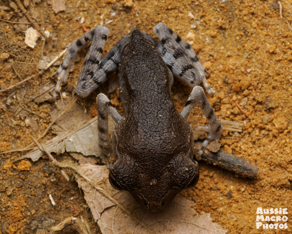 Spotted Litter Frog from Buggin Sumatra, Langkat Regency, North Sumatra ...