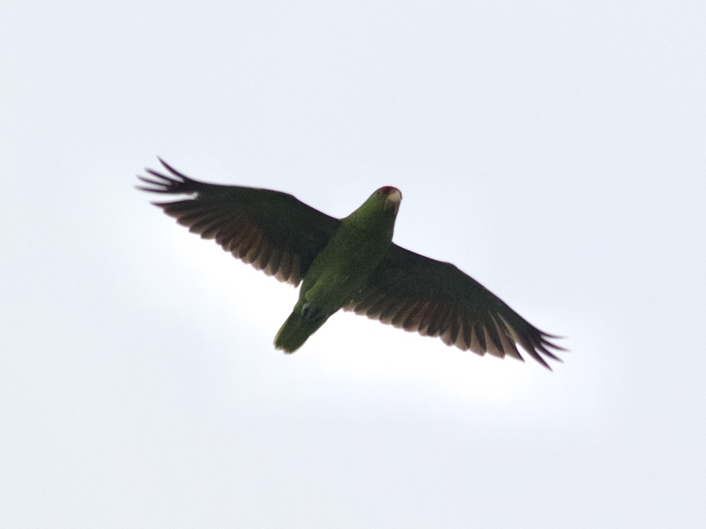 Red-crowned Parrot in April 2024 by njjturner · iNaturalist