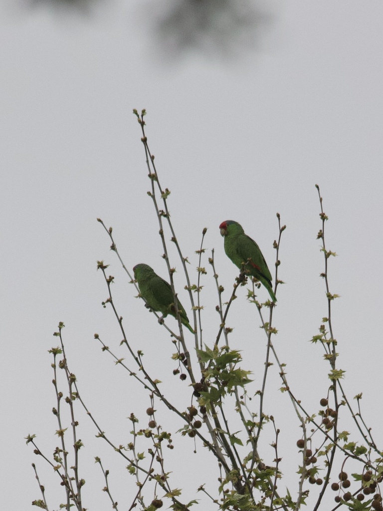 Red-crowned Parrot in April 2024 by njjturner · iNaturalist