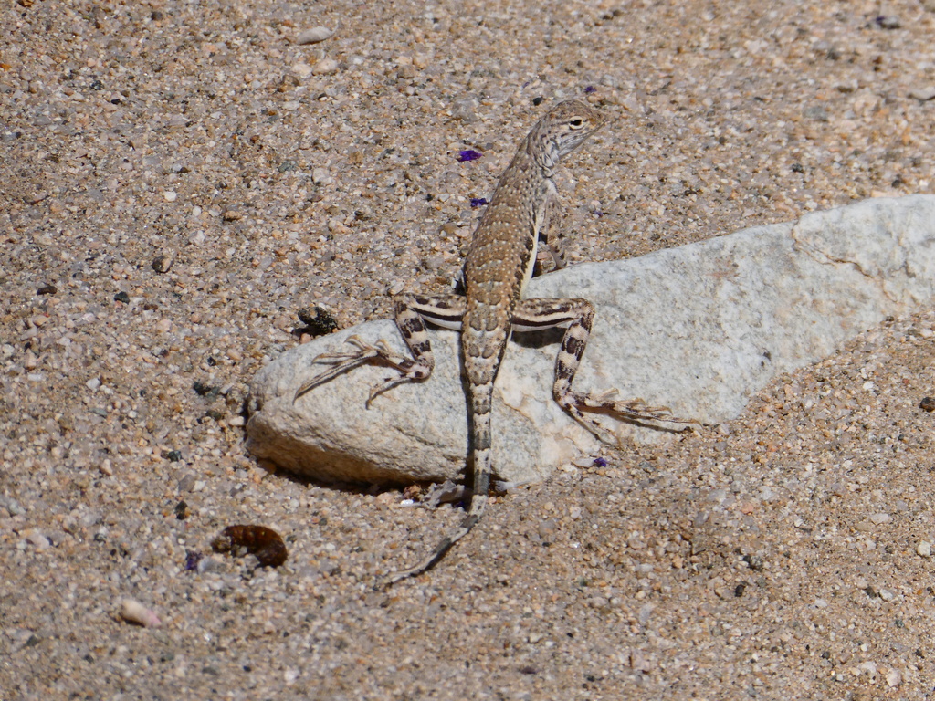 Zebra-tailed Lizard from Riverside County, CA, USA on April 12, 2024 at ...