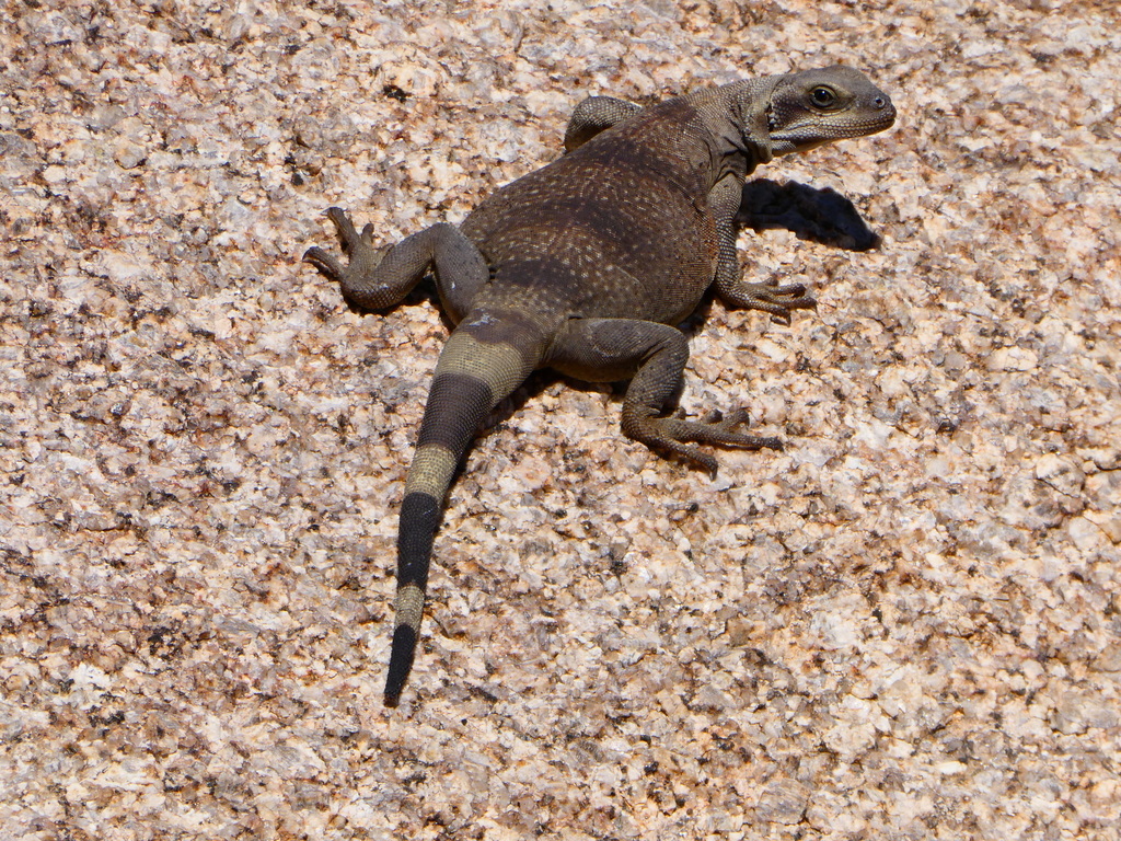 Common Chuckwalla from Riverside County, CA, USA on April 12, 2024 at ...