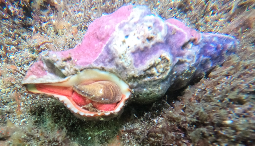 Polygona tumens from México on April 12, 2024 at 07:04 PM by Alberto ...