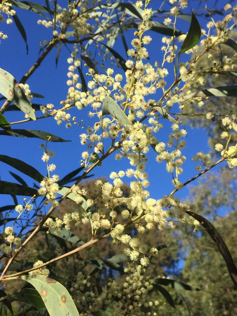 sickle wattle from Great Lakes, New South Wales, Australia on May 19 ...