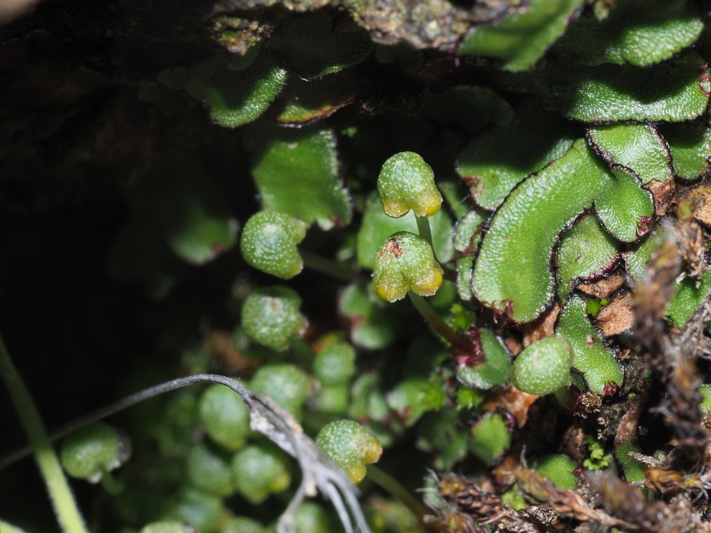 Mannia californica in April 2024 by nathantay · iNaturalist