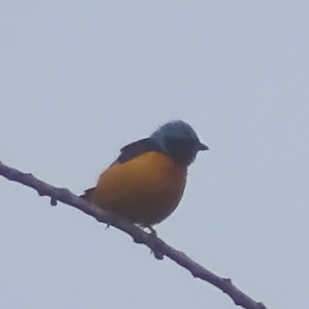 Elegant Euphonia from 68548 Oax., México on June 12, 2021 at 08:31 AM ...