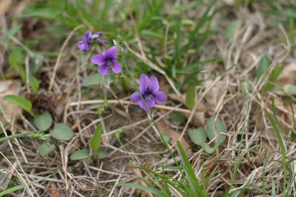 tokyo violet from Beijing, Beijing, CN on April 13, 2024 at 12:00 PM by ...