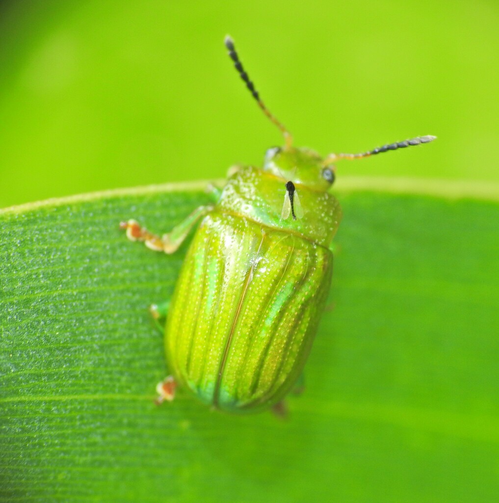 Calomela from Talegalla Weir QLD 4650, Australia on April 13, 2024 at ...