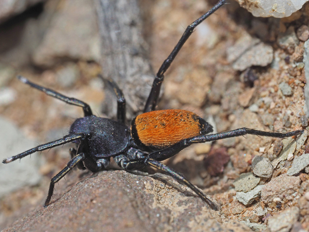 Desert Ant-mimicking Jumping Spider from Wolwekop Nature Reserve, Klein ...