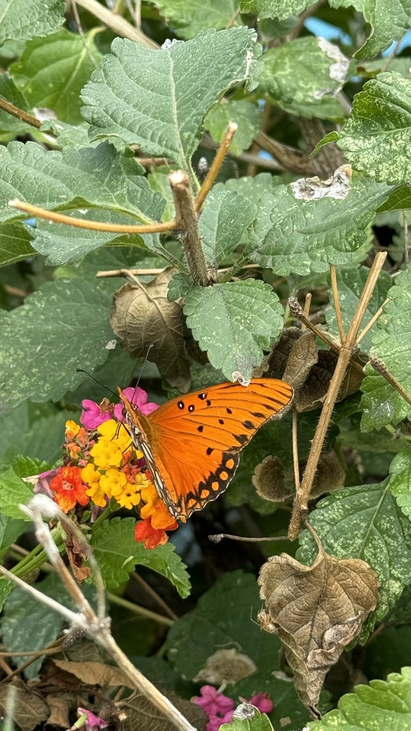 Gulf Fritillary from Oʻahu, Honolulu, HI, US on April 12, 2024 at 01:17 ...