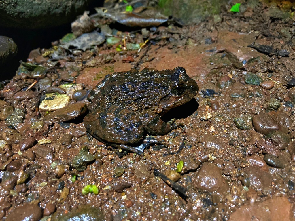 Quasipaa boulengeri in April 2024 by hubert_lam · iNaturalist