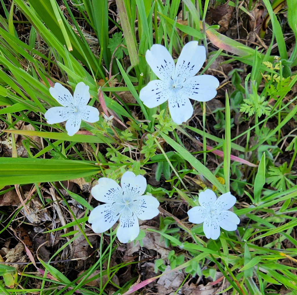 white baby blue eyes from Eugene, OR 97405, USA on April 10, 2024 at 02 ...