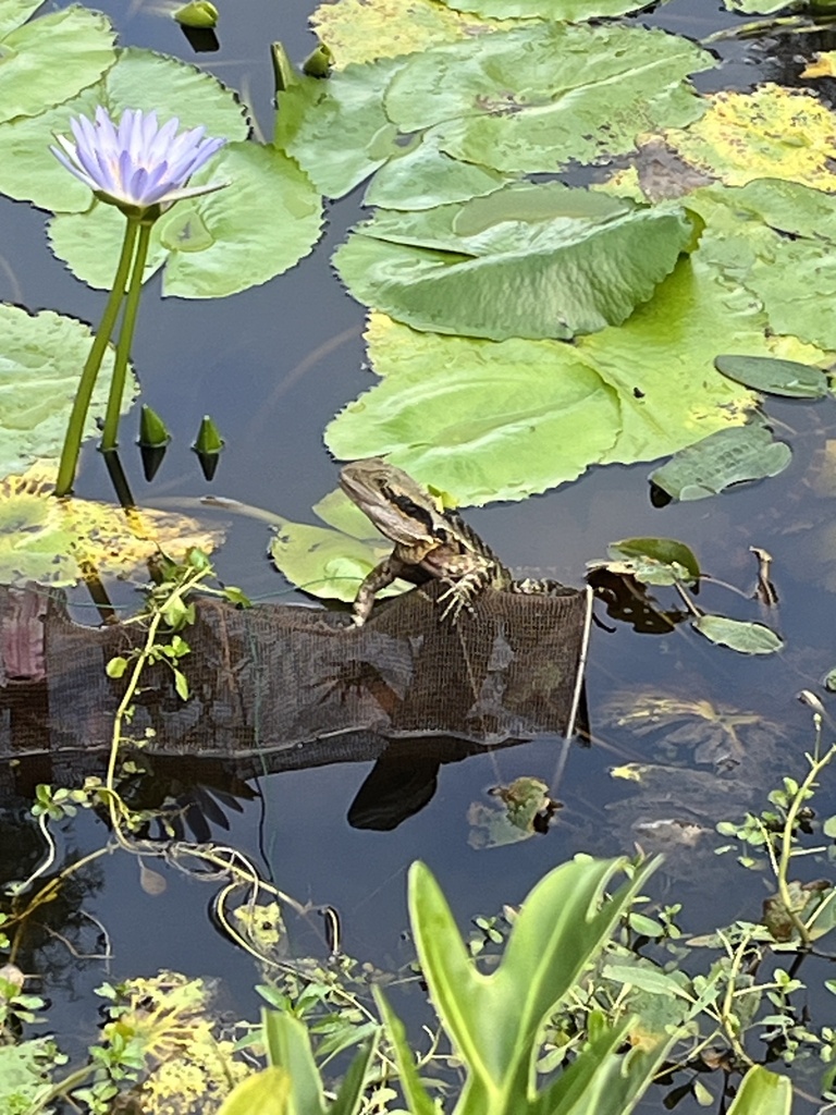 Australian Water Dragon from Moreton Bay Marine Park, Bongaree, QLD, AU ...