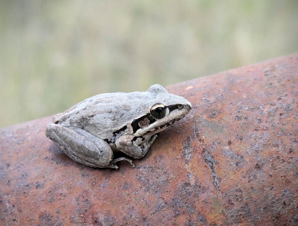 Broad-palmed Rocket Frog from Elsmore NSW 2360, Australia on April 13 ...