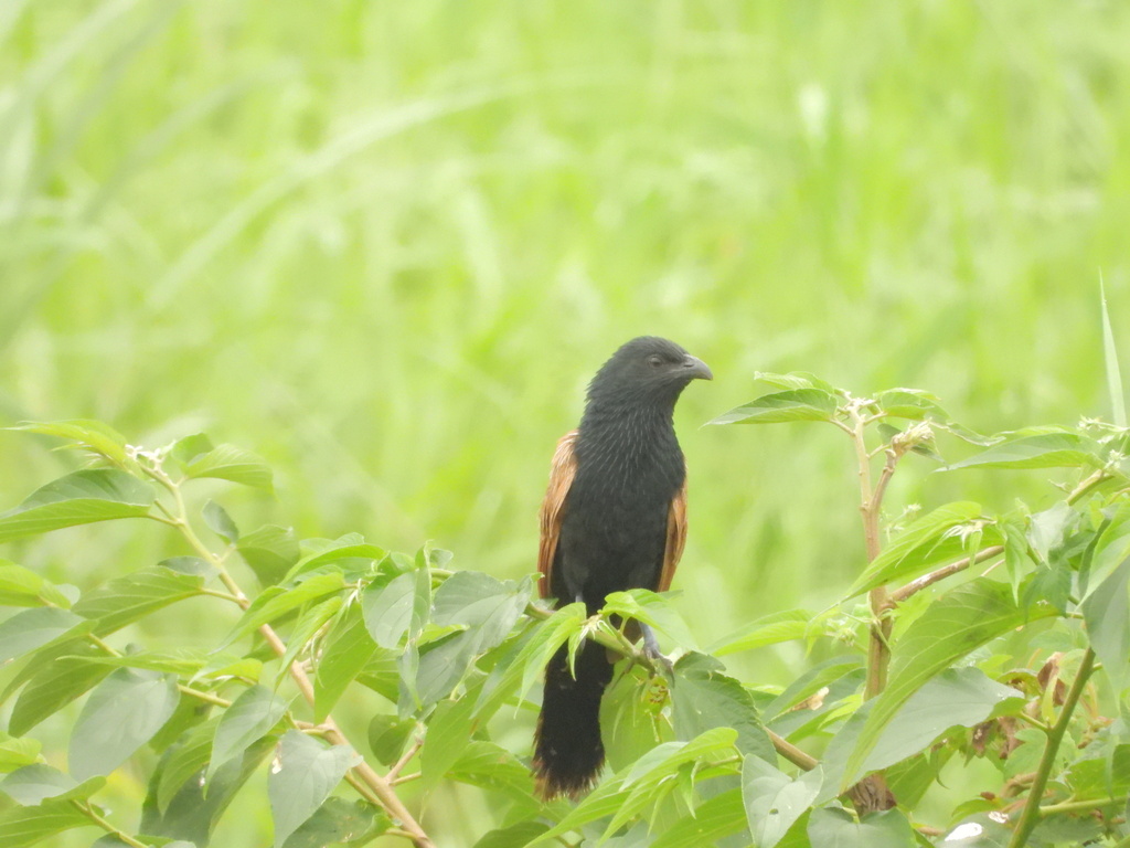 Lesser Coucal from 臺灣島, 冬山鄉, ILA, TW on April 13, 2024 at 08:27 AM by ...