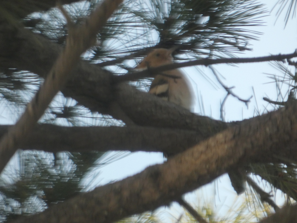 Common Hoopoe from Ongjin-gun, Incheon, South Korea on April 9, 2024 at ...