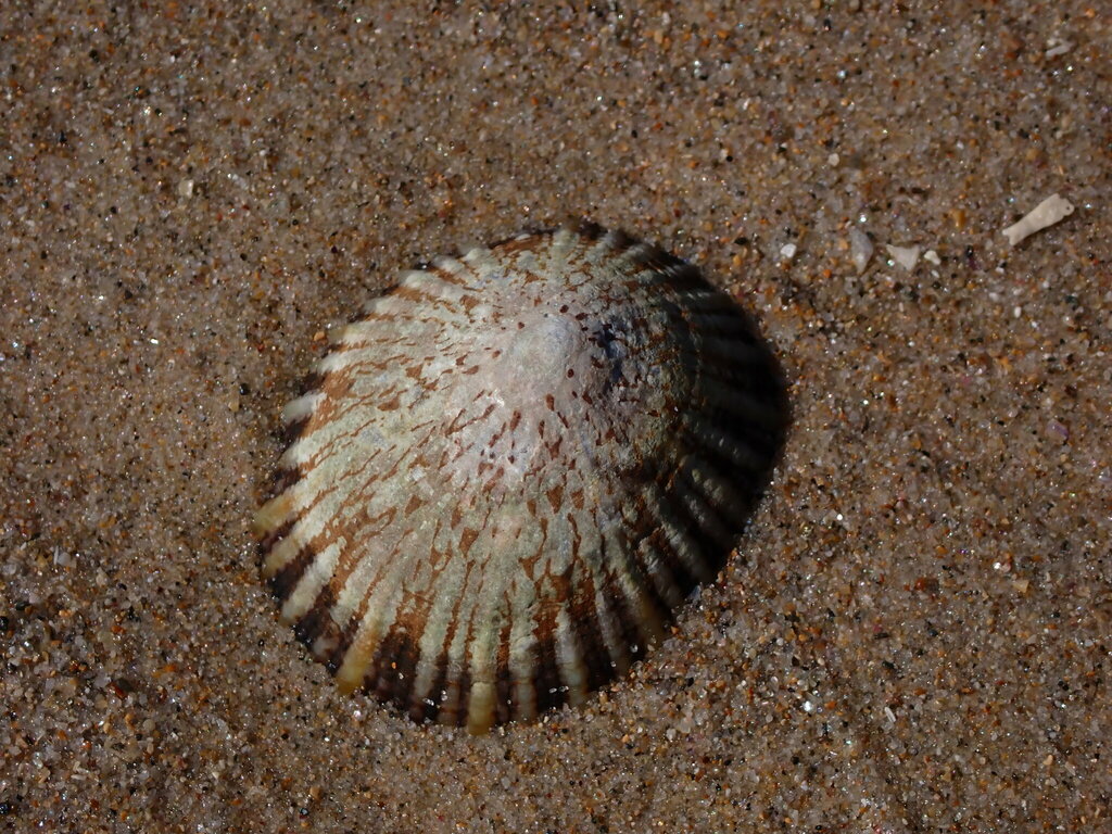 Variegated limpet from Yuraygir NSW 2464, Australia on April 9, 2024 at ...