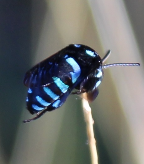 Thyreus nitidulus nitidulus from Smiths Lake NSW 2428, Australia on ...