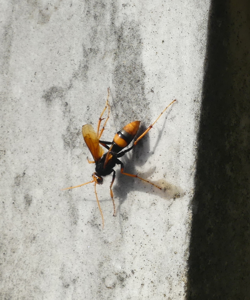 Two-colored Orange Spider Wasp from Pambula NSW 2549, Australia on ...