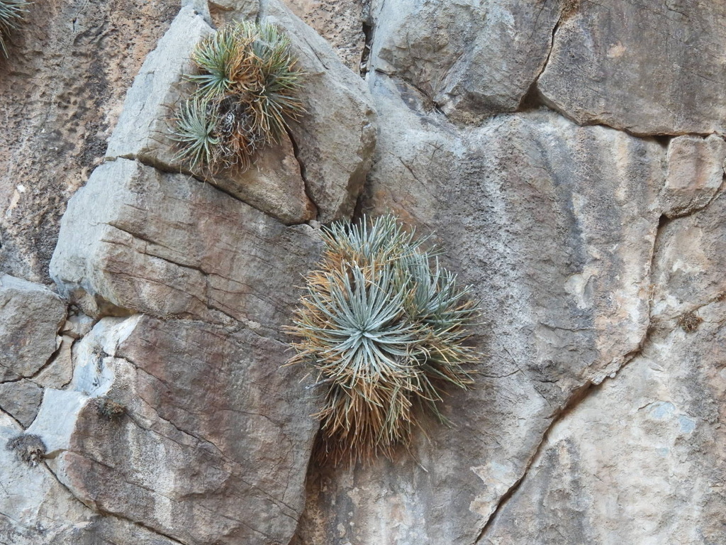 Texas False Agave from Ramal a Presa Francisco Zarco, Lerdo, Dgo., MX ...