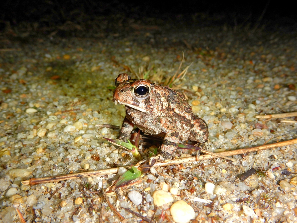 Fowler's Toad from Woodland, NJ, USA on April 12, 2024 at 10:12 PM by ...