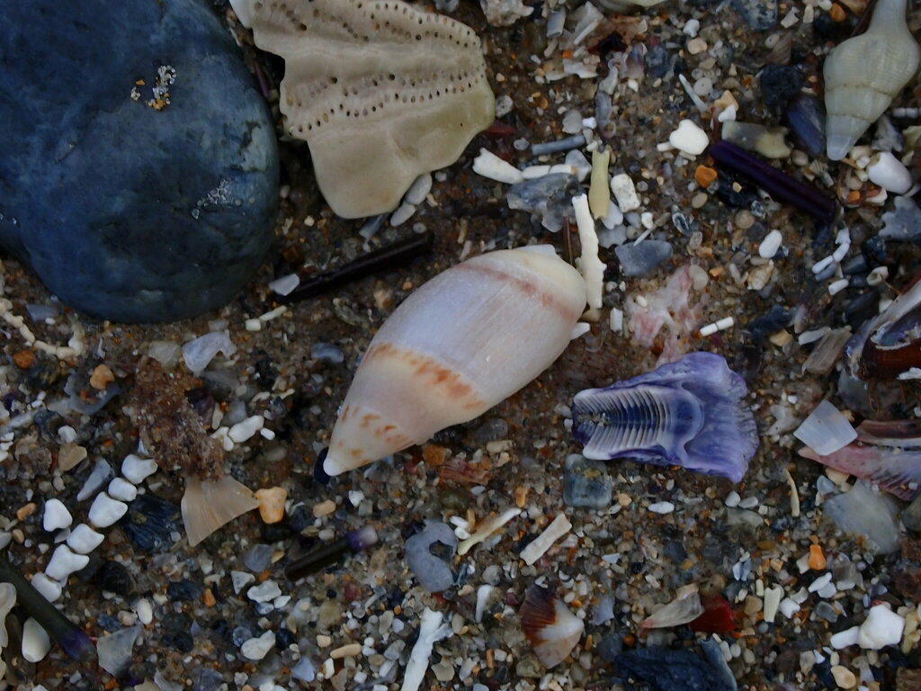 Amalda oblonga from Yuraygir NSW 2464, Australia on April 9, 2024 at 11:19 AM by Adrian Gale ...