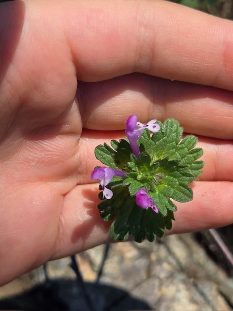 henbit deadnettle in April 2024 by transylvania_nc. ecoEXPLORE Username ...