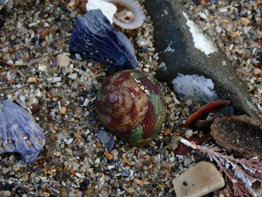 Clanculus clangulus from Yuraygir NSW 2464, Australia on April 9, 2024 ...