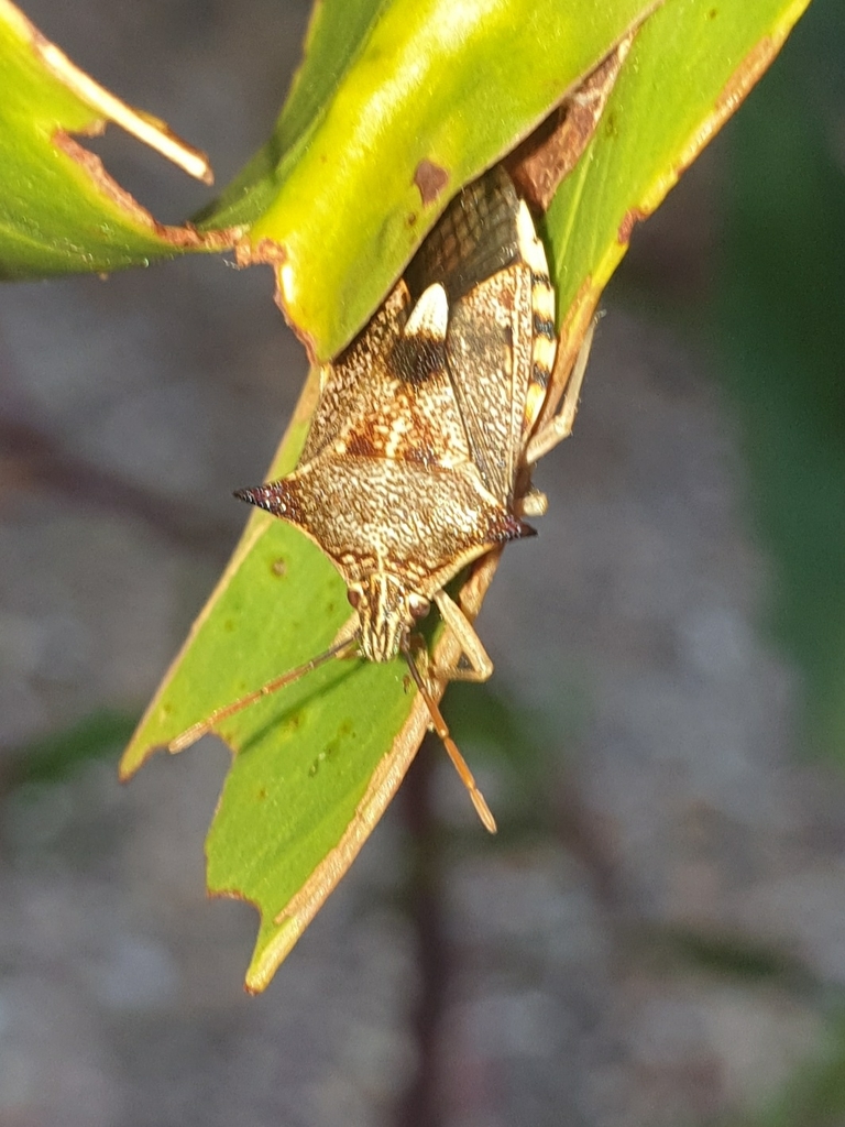 Schellenberg's soldier bug from Long Forest VIC 3340, Australia on ...